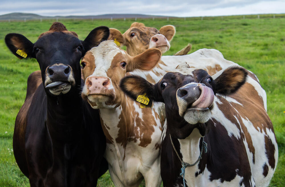 Study: Cows Lick Each Other to Forge Strong Friendships | Al Bawaba