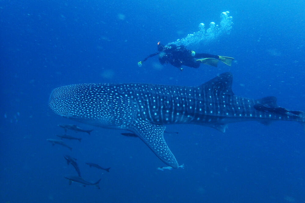 Video: Saudi Man Takes a Ride on The Back of Whale Shark Goes Viral ...