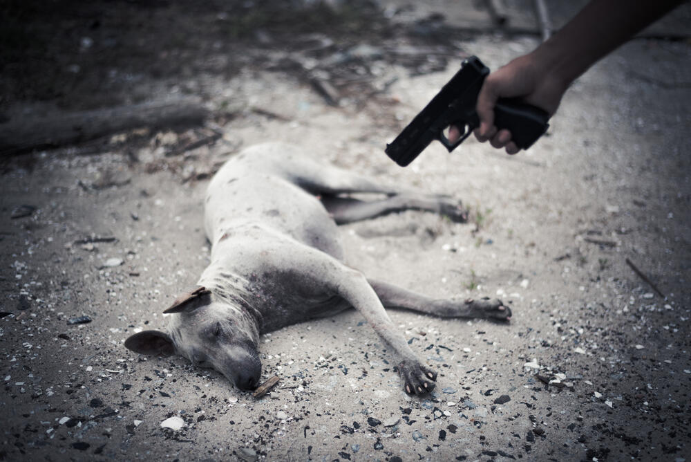 Shelter for Slaughter? 24 Animals Found Beaten to Death at Tunisian ...