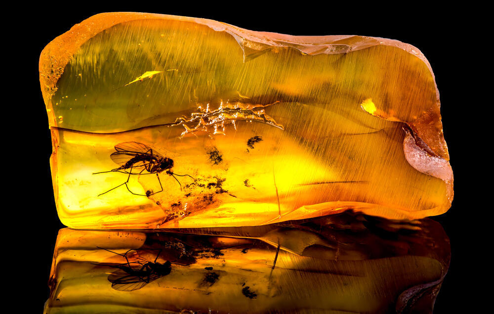 Research: Skull in 99-Million-Year-Old Amber Belonged to a Lizard | Al ...