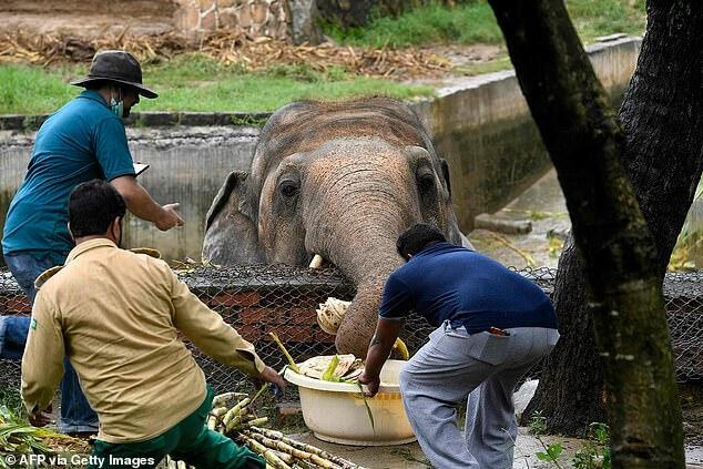 The World's Loneliest Elephant Leaves Pakistani Zoo in Search of Love ...