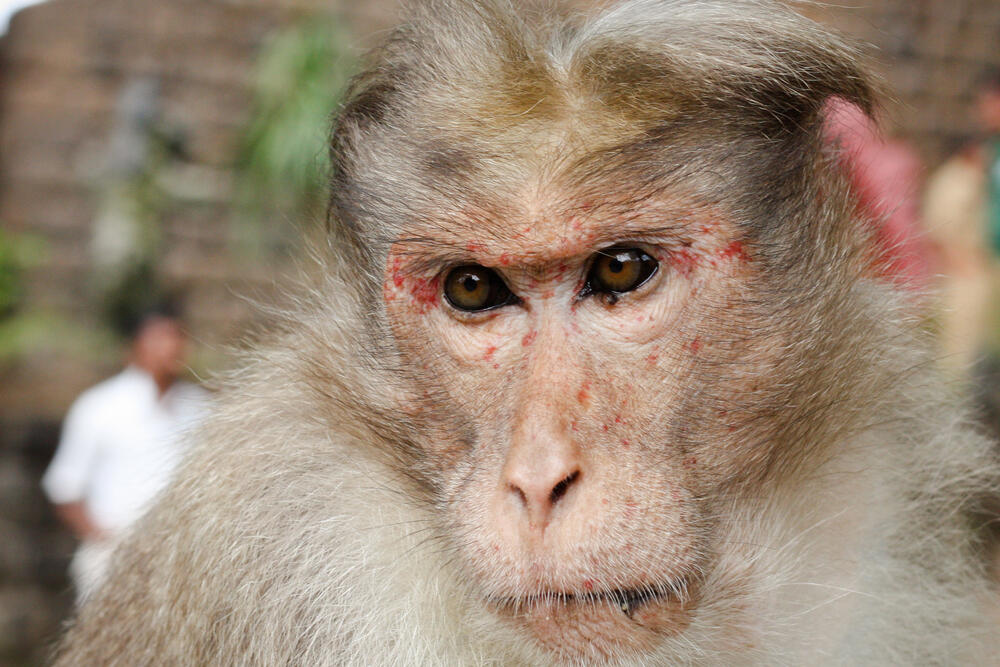 Two Men Killed by Tribe of Warring Monkeys | Al Bawaba