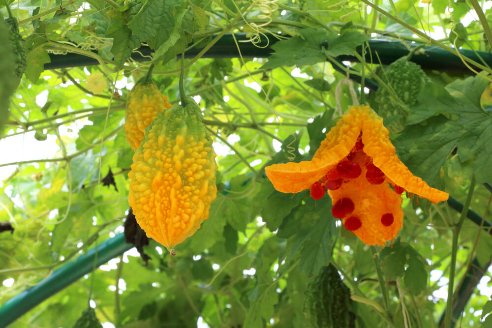 Iran: Bitter Melon With Unique Properties Grown to Treat Diabetes ...