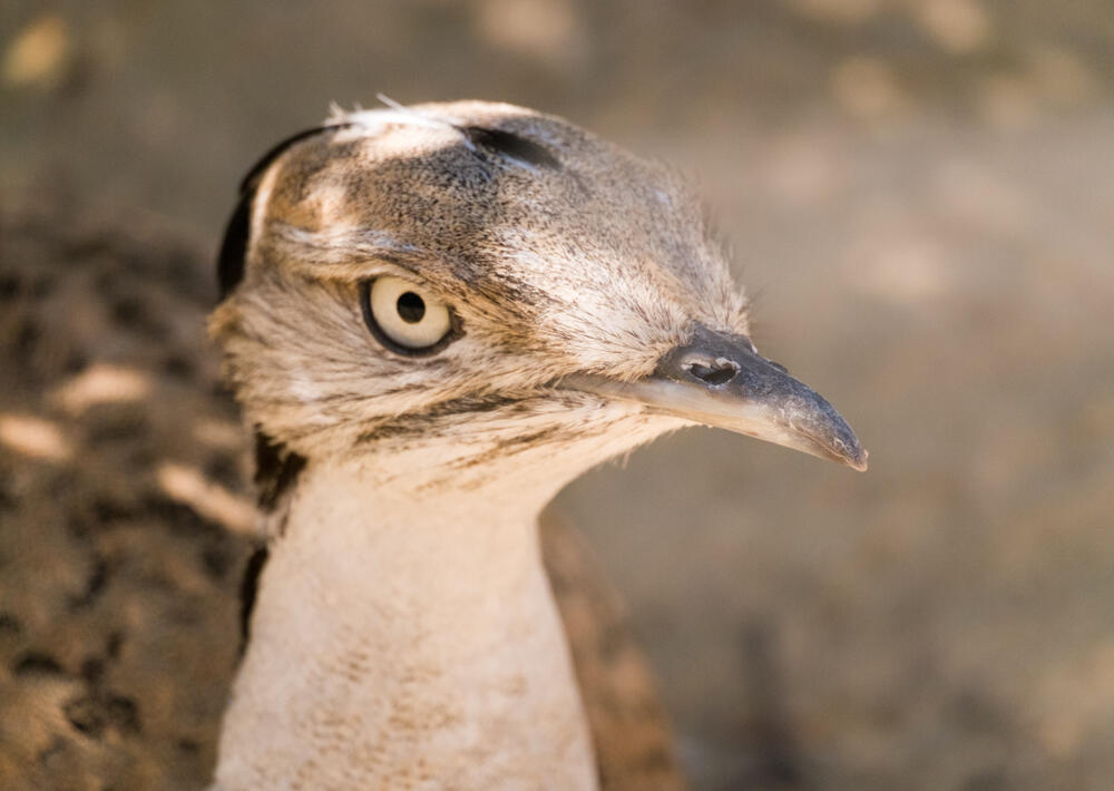 Gulf Princes Join MBS in Pakistan's Houbara Bustard Hunting Expedition ...