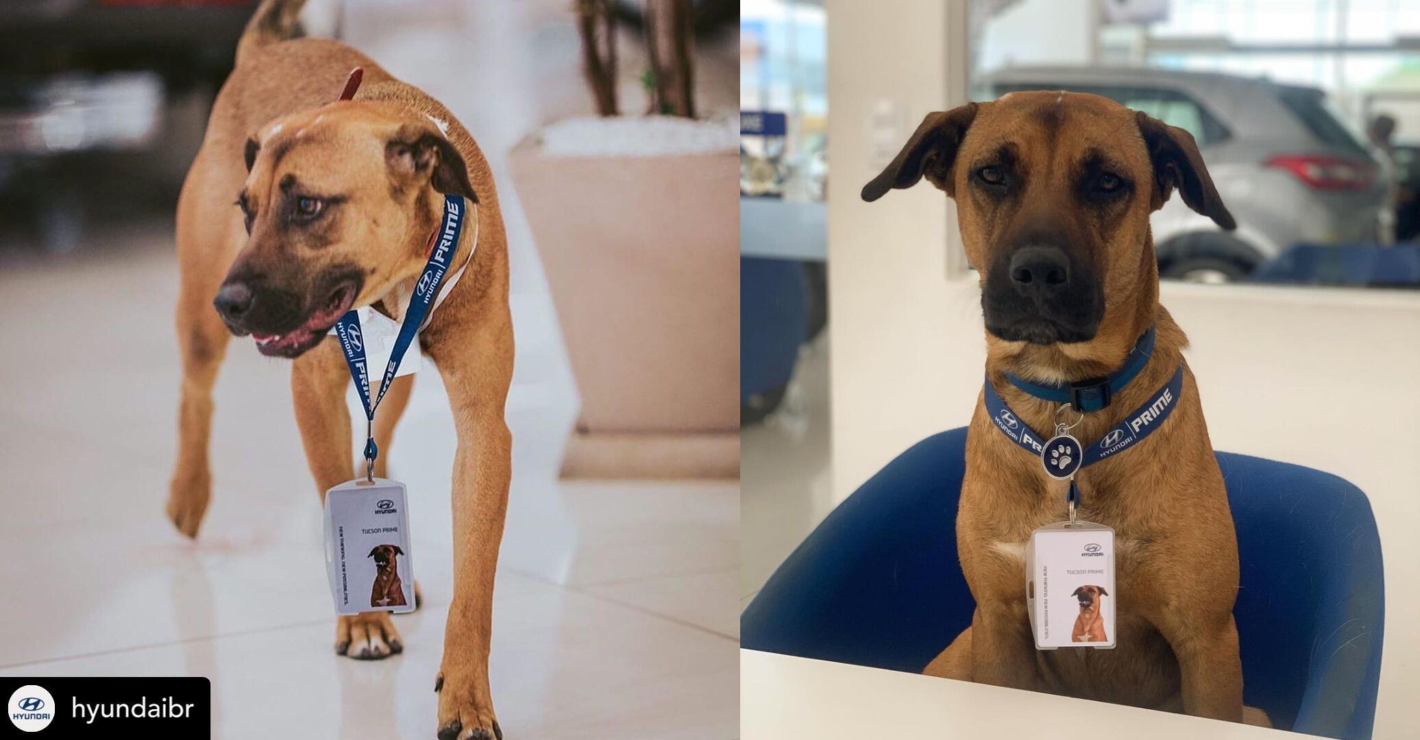 Stray Dog Starts his Career as a Hyundai Salesman | Al Bawaba