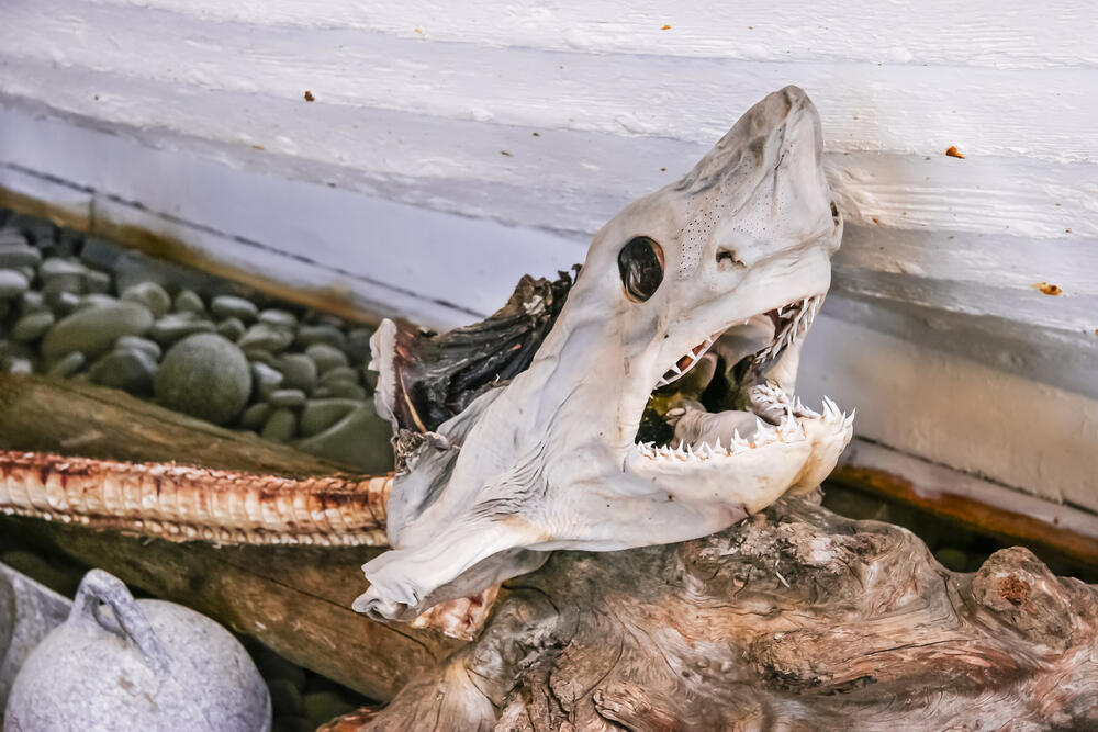 Shark Skeleton That Lived 150 Million Years Ago Found in Bavaria | Al ...