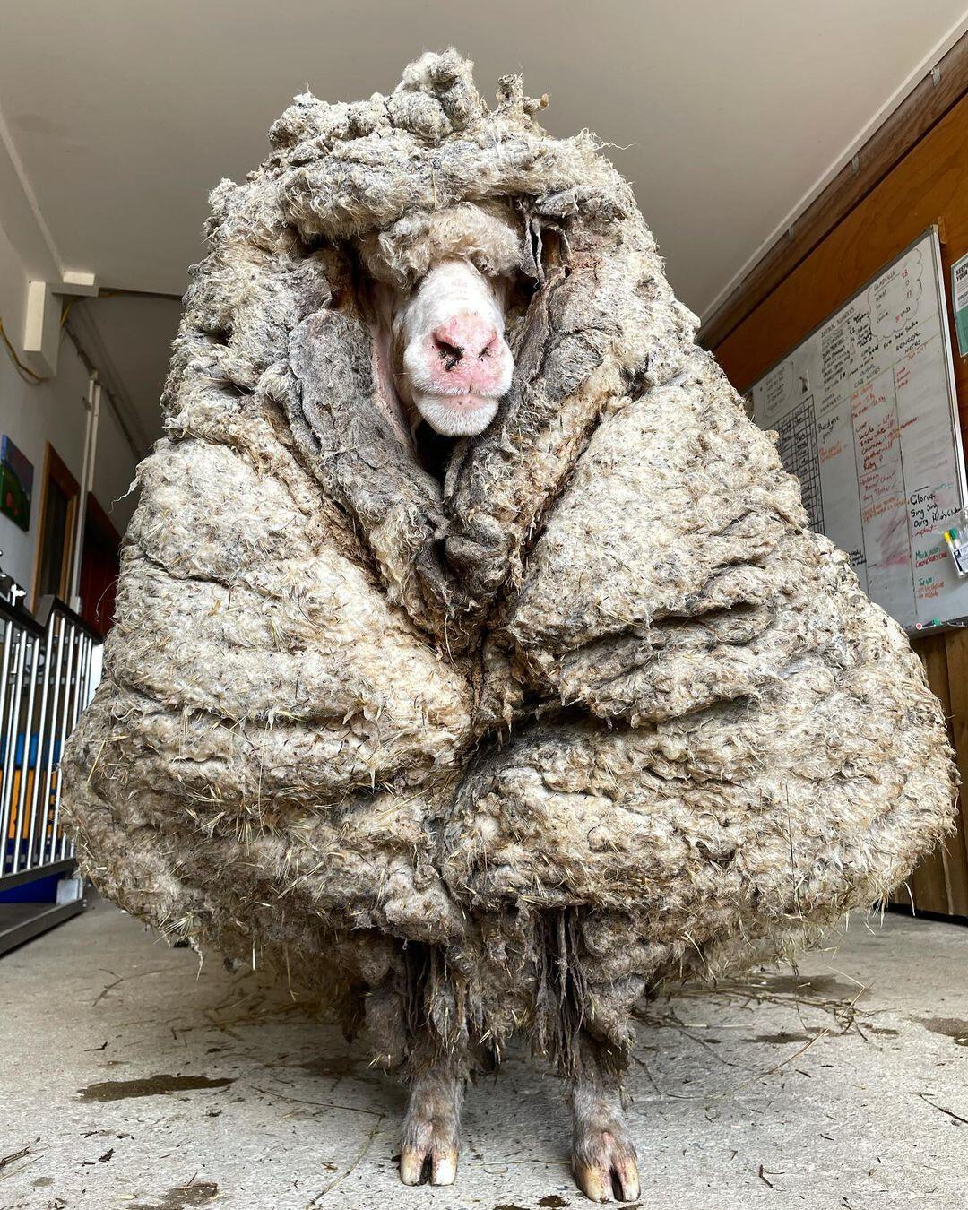 Sheep Found Living in The Australian Wild Instantly Loses 35kg | Al Bawaba