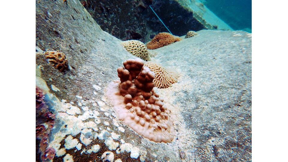 Abu Dhabi Ports Unveils Khalifa Port Coral Relocation Plan | Al Bawaba