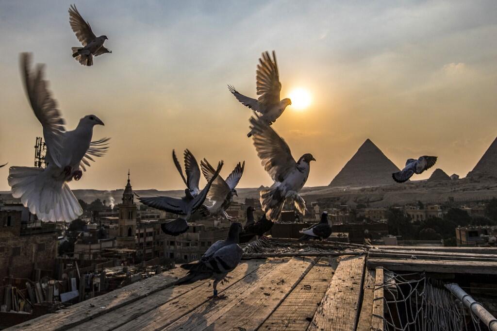 Doves Over The Majestic Giza Pyramids | Al Bawaba
