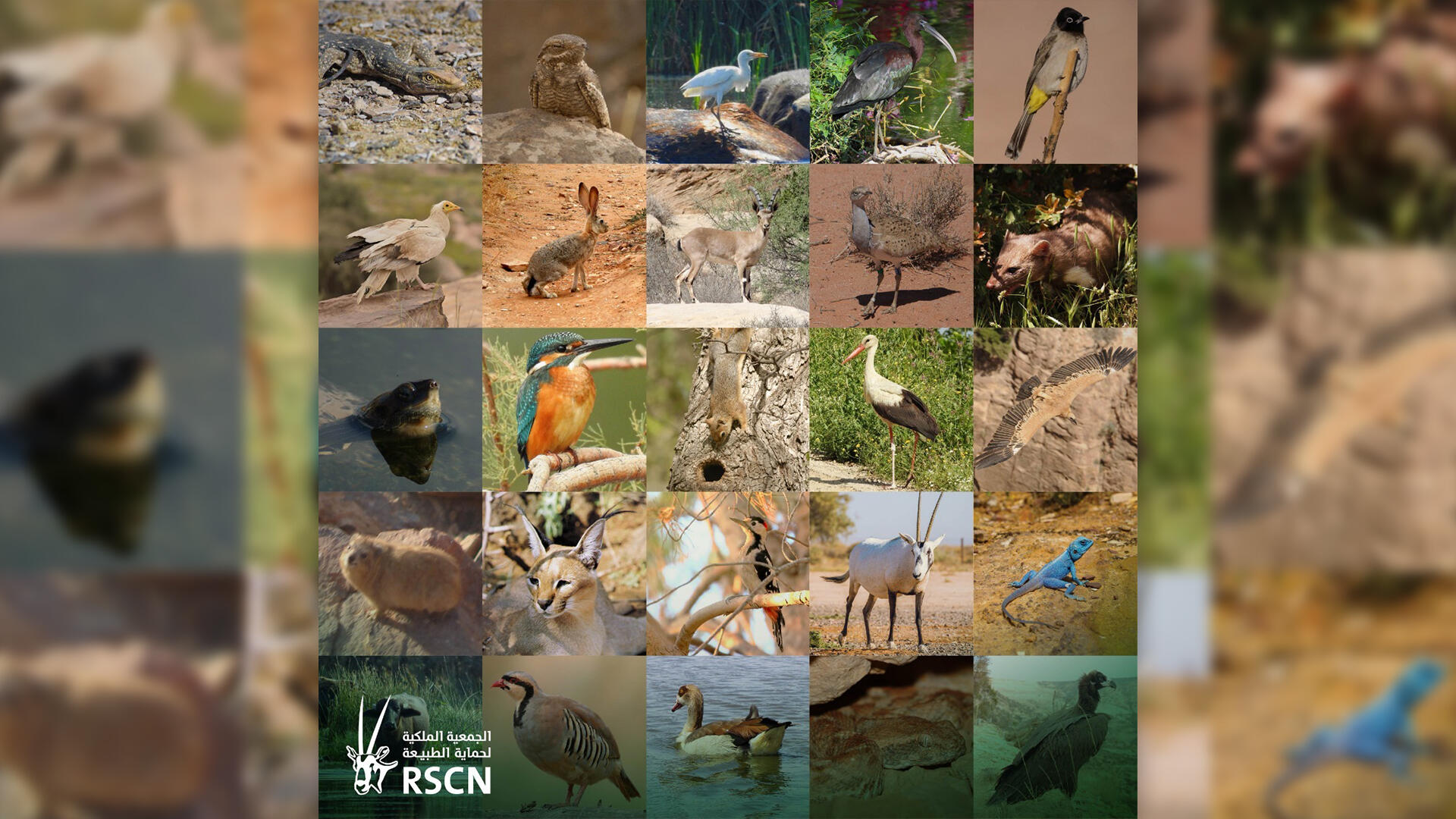 In This World Wildlife Day We Celebrate 'Forest-Based Livelihoods' | Al ...