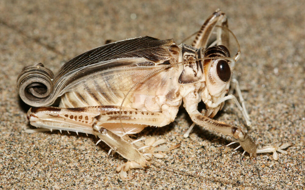 This Insect Can Only be Found in Turkey, Nowhere Else in The World ...