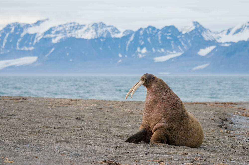 Rare Walrus Spotted For The First Time in 200 Years | Al Bawaba