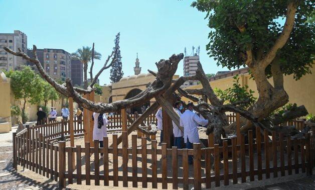 Egypt: The Virgin Mary Tree Awaits Its Official Reopening | Al Bawaba