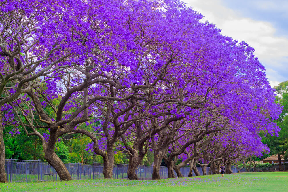 Saudi: 25,000 Jacaranda Trees Splash Color in Abha | Al Bawaba