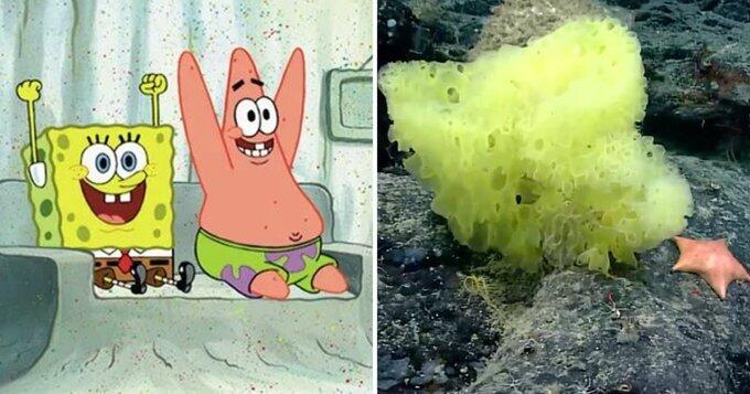 They do Exist! Scientists Spot a 'Real-Life' SpongeBob SquarePants and ...