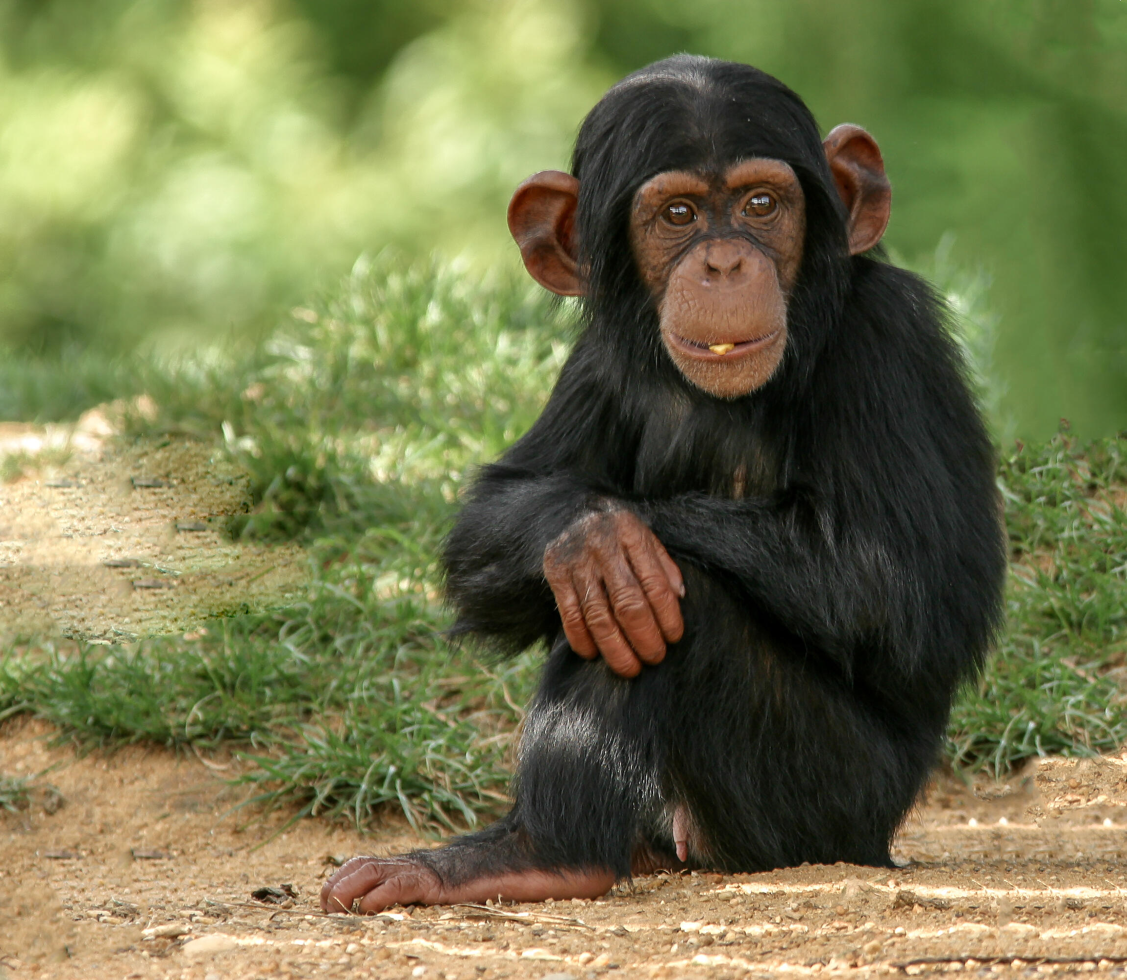 Baby Chimp in Iran Relocated to Kenya | Al Bawaba