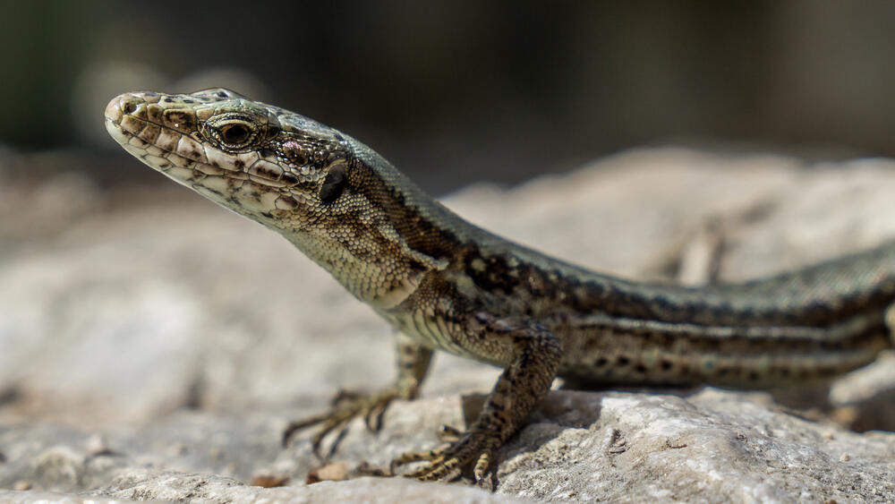 Rare Lizard Under Fear of Extinction in Turkey | Al Bawaba