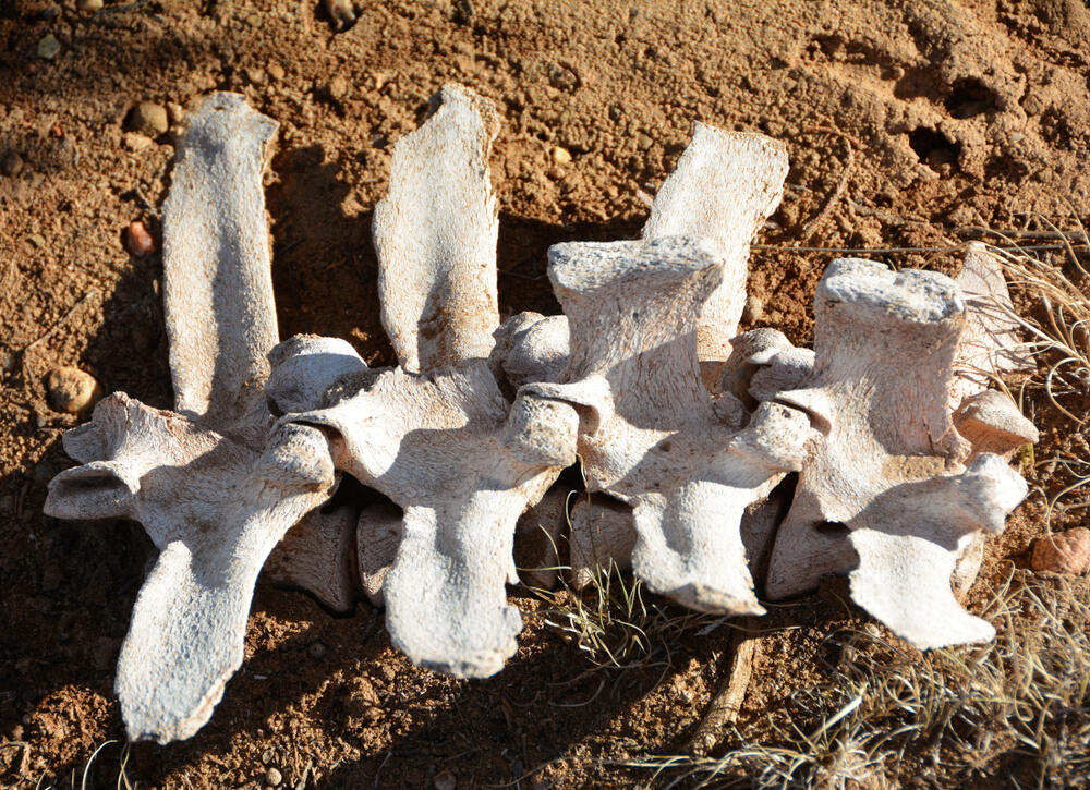 What is it? Skeleton of Mysterious Animal Species Unearthed in Turkey ...