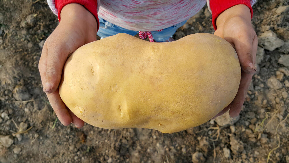 Monster Spud Might Become The Biggest Potato Ever? | Al Bawaba