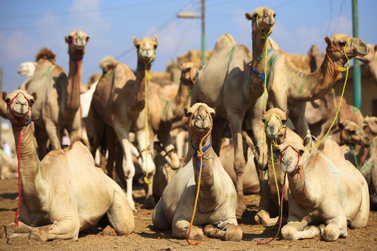 A Saudi Deal: Camels Rented Out at a Tag Price of $5.3 Million For Just ...