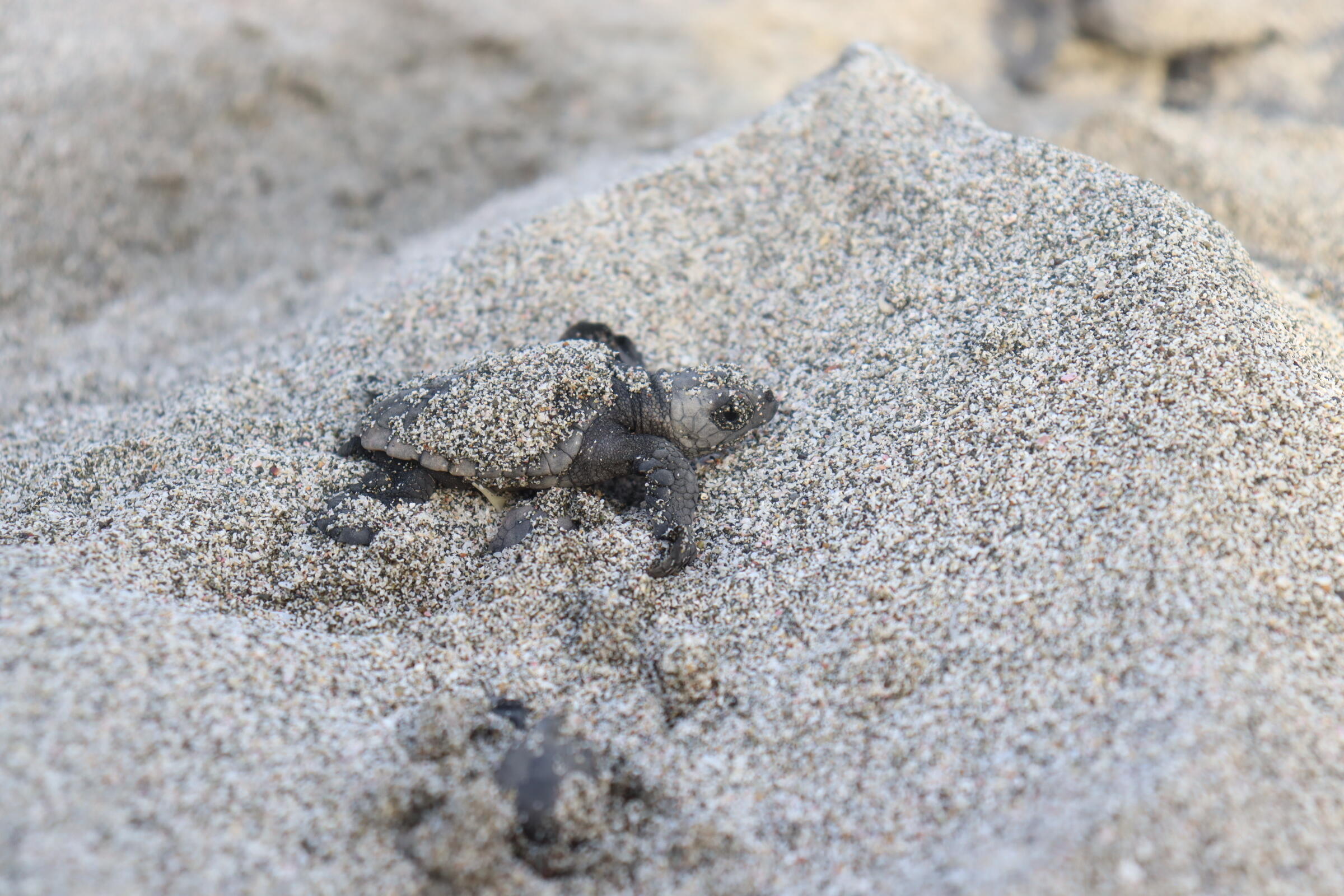 Environment Society of Oman Project Combats Light Pollution for Turtles ...