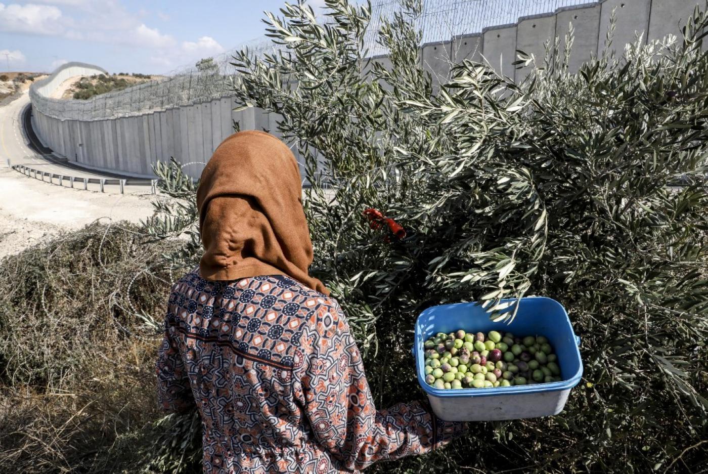 Israeli Settlers Destroy 60 Olive Trees in West Bank Village | Al Bawaba