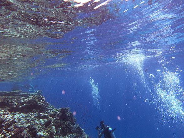 Poisonous Sting: Deadly Squid Fish Kills a Woman in Saudi | Al Bawaba