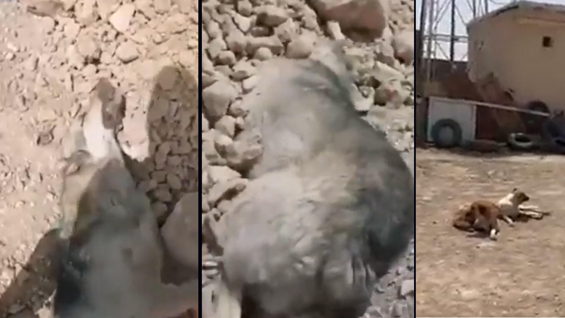 Animals Rights Activists Mad After Iran Forces' Killing of Over 1000 ...