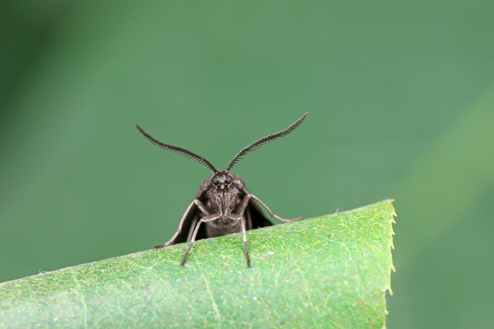 UK Discovers New, Rare Species of Moth | Al Bawaba