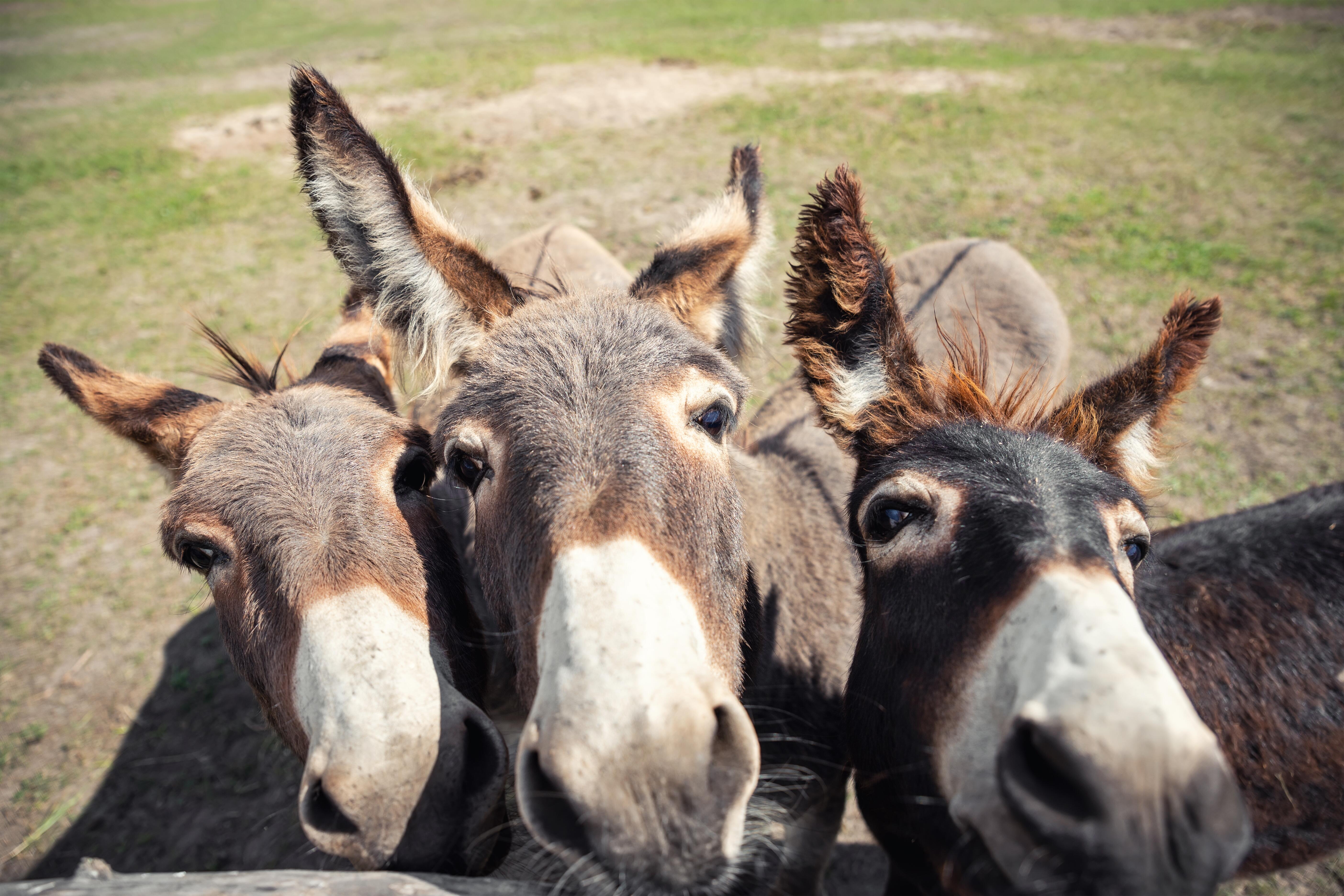 BREAKING: Truck of 30 Donkeys Seized For Fear of Being Sold as Meat in ...