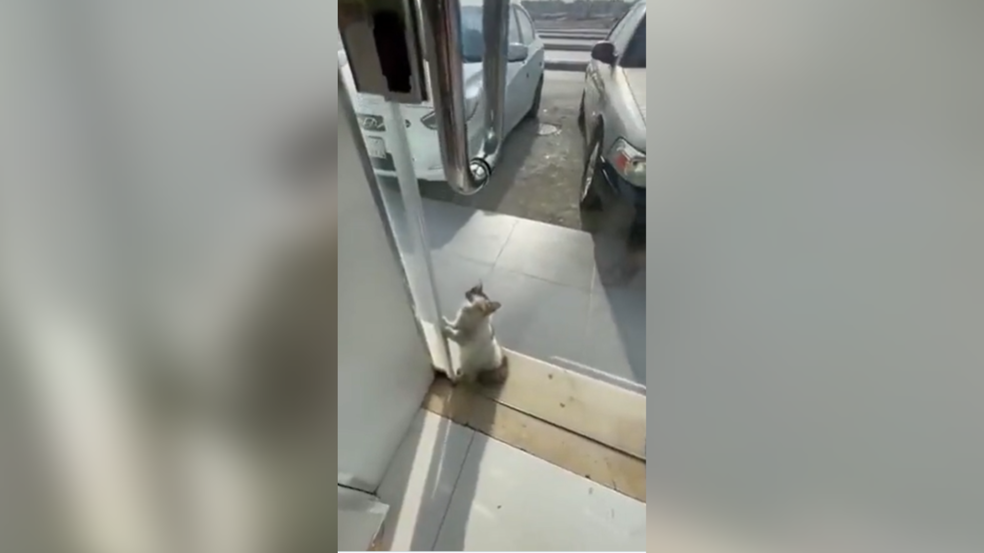 Viral: Saudi Owner Lets Cat in His Shop to Cool off From The Heat | Al ...