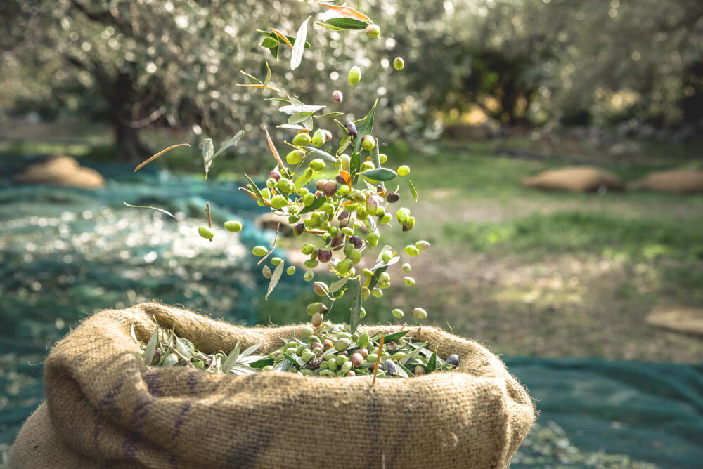 How Destructive Will The Drought be For Spain's Olive Season? | Al Bawaba