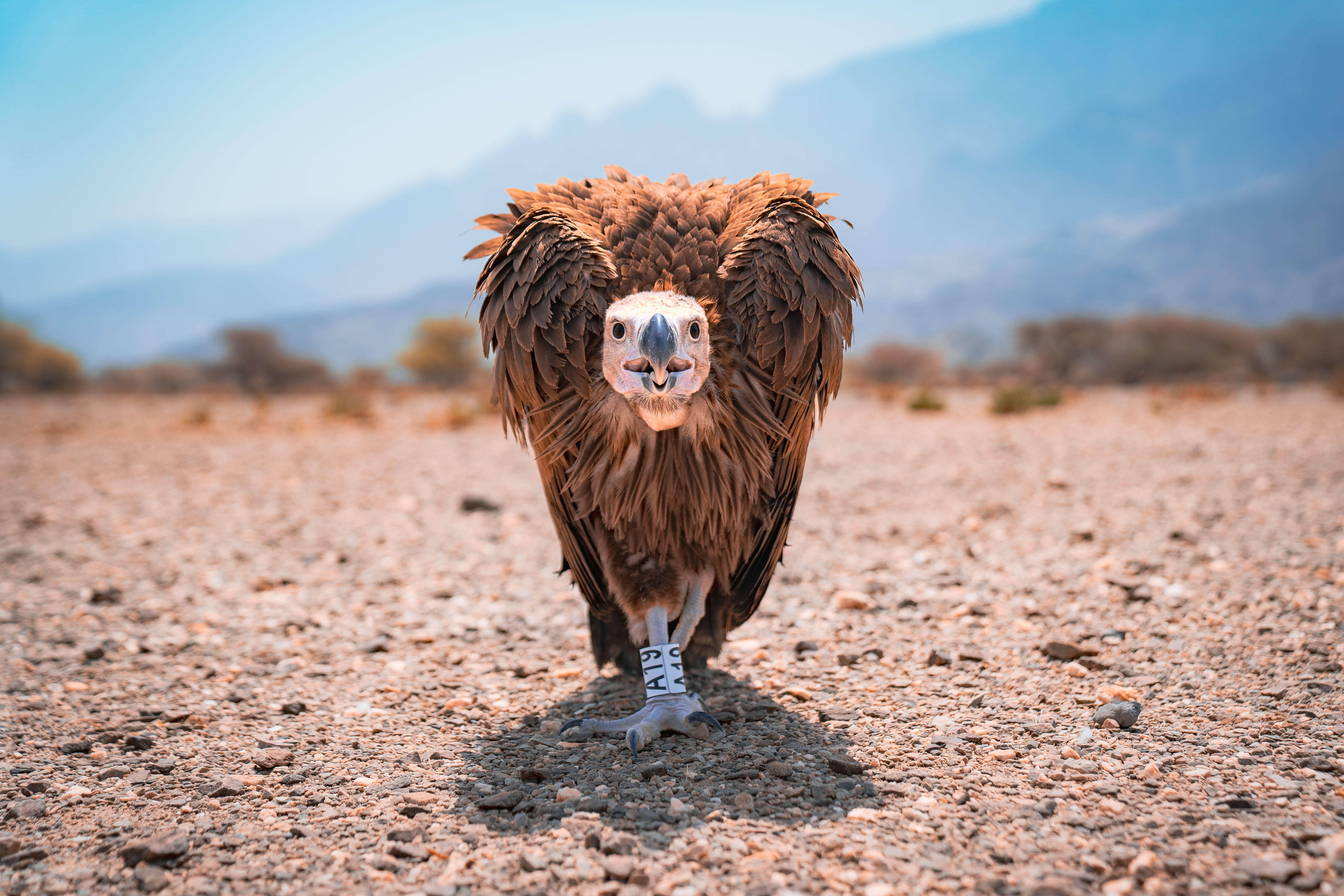 Oman takes important steps to progress the conservation of endangered ...