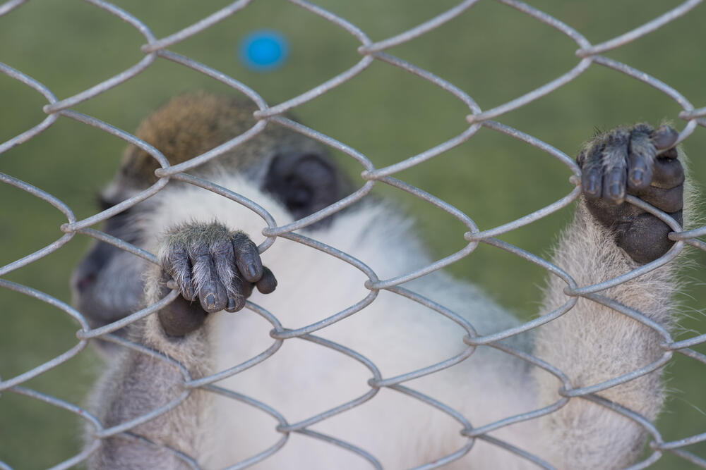 Indian Police Capture Vehicles Carrying Wild Animals | Al Bawaba