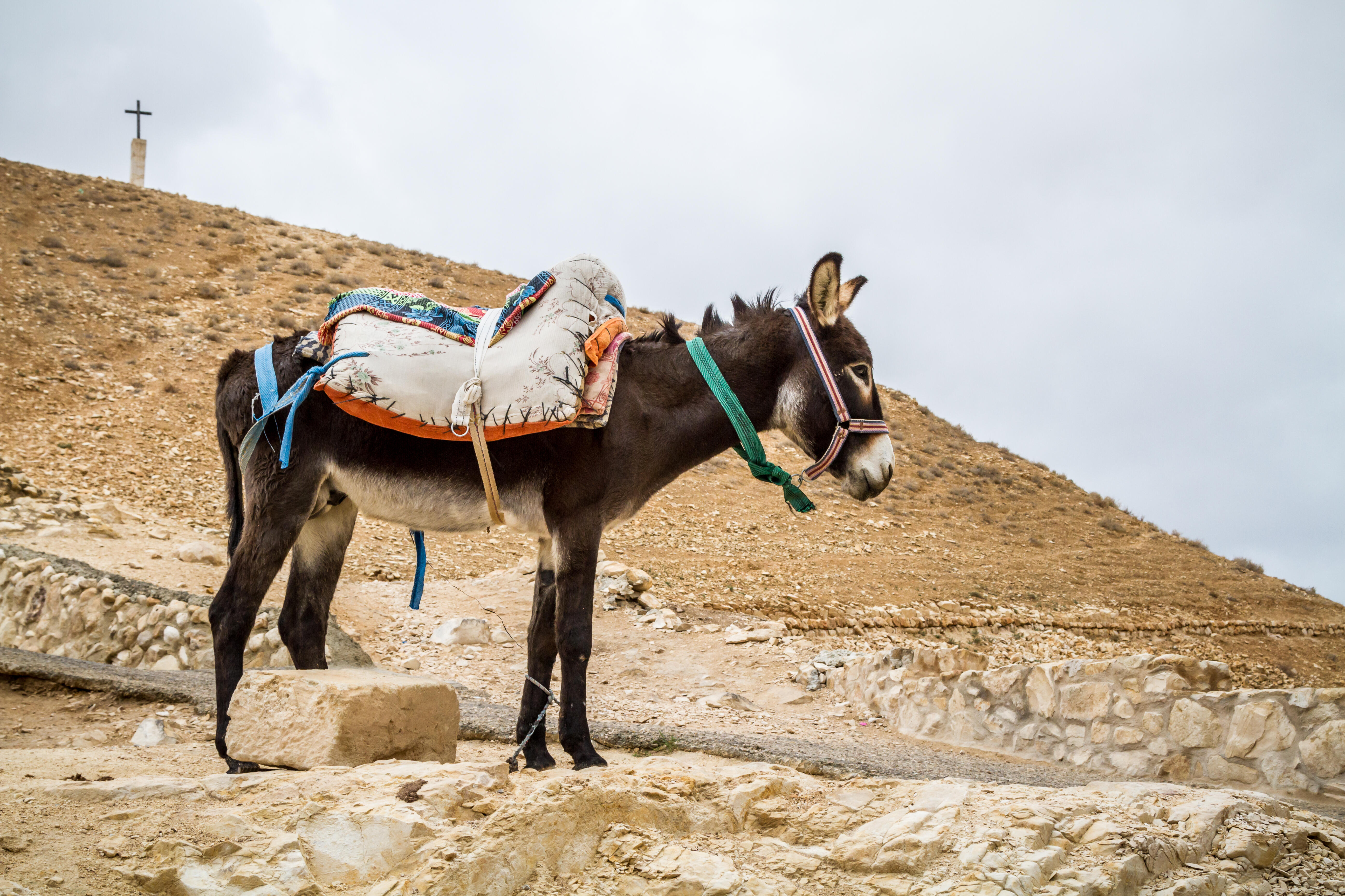 Video: Israeli Soldiers Arrest a Donkey in Hebron | Al Bawaba