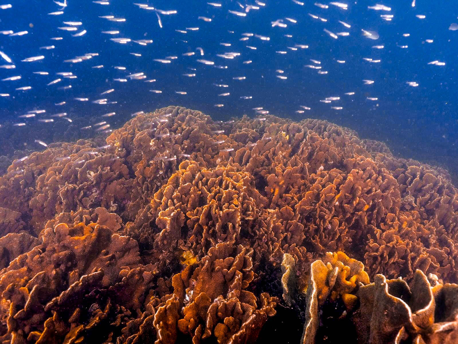 ADQ and Archireef drive innovative solutions to restore Abu Dhabi ...