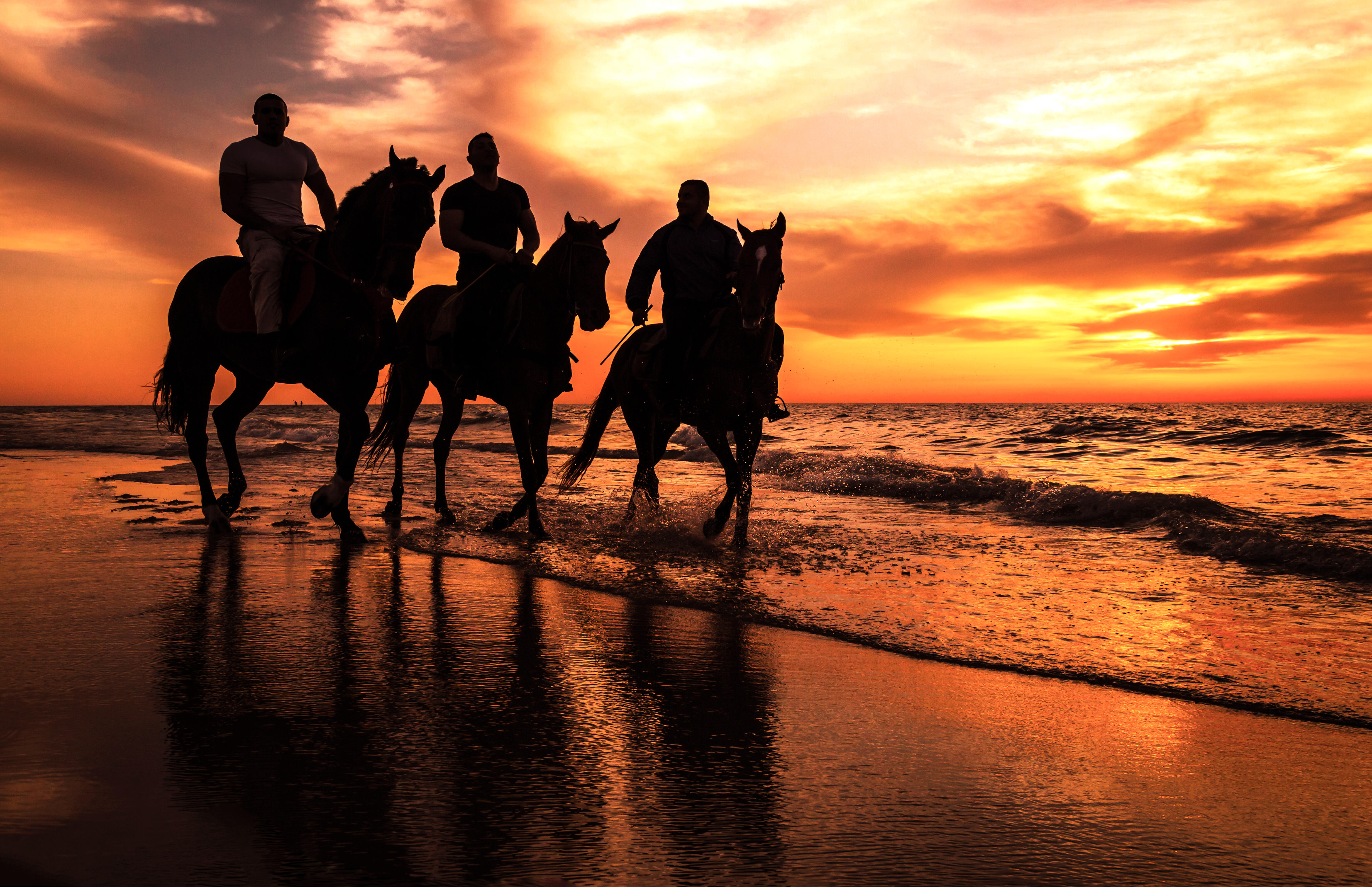 Gaza horses flaunt their beauty in equestrian show | Al Bawaba