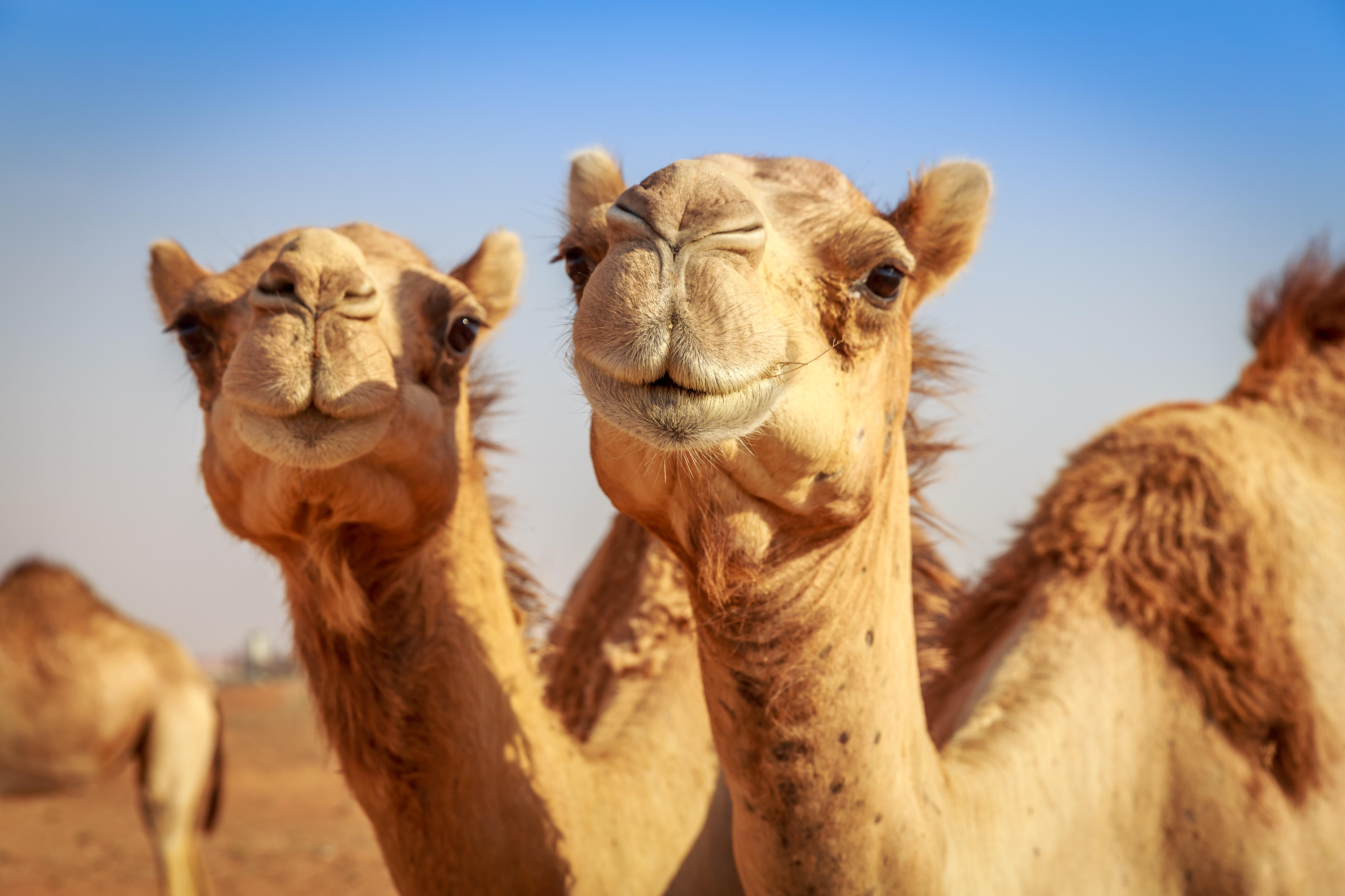 Not only football, Qatar hosts camel beauty contest | Al Bawaba