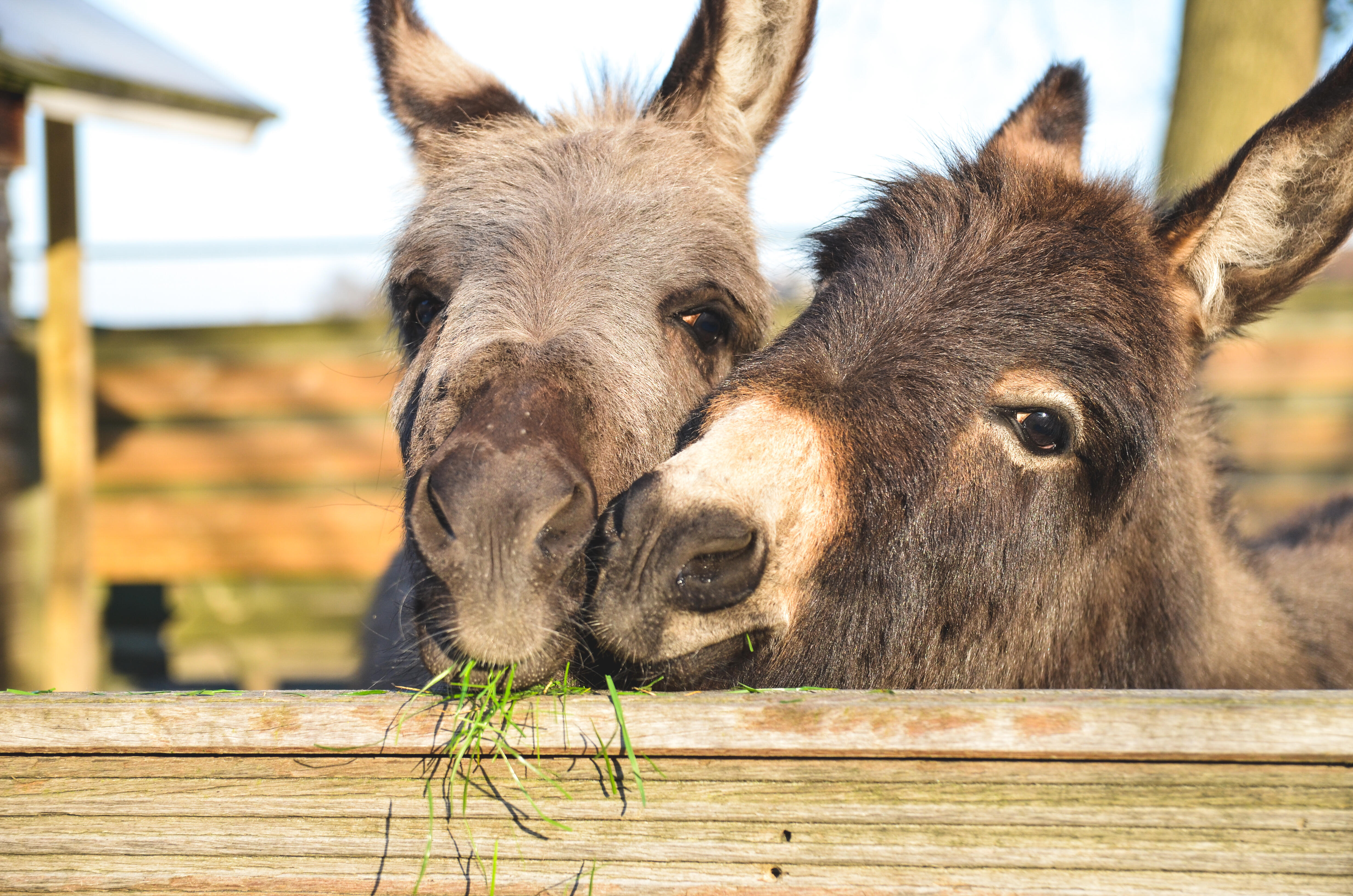 Animal activists celebrate 'world donkey day' | Al Bawaba