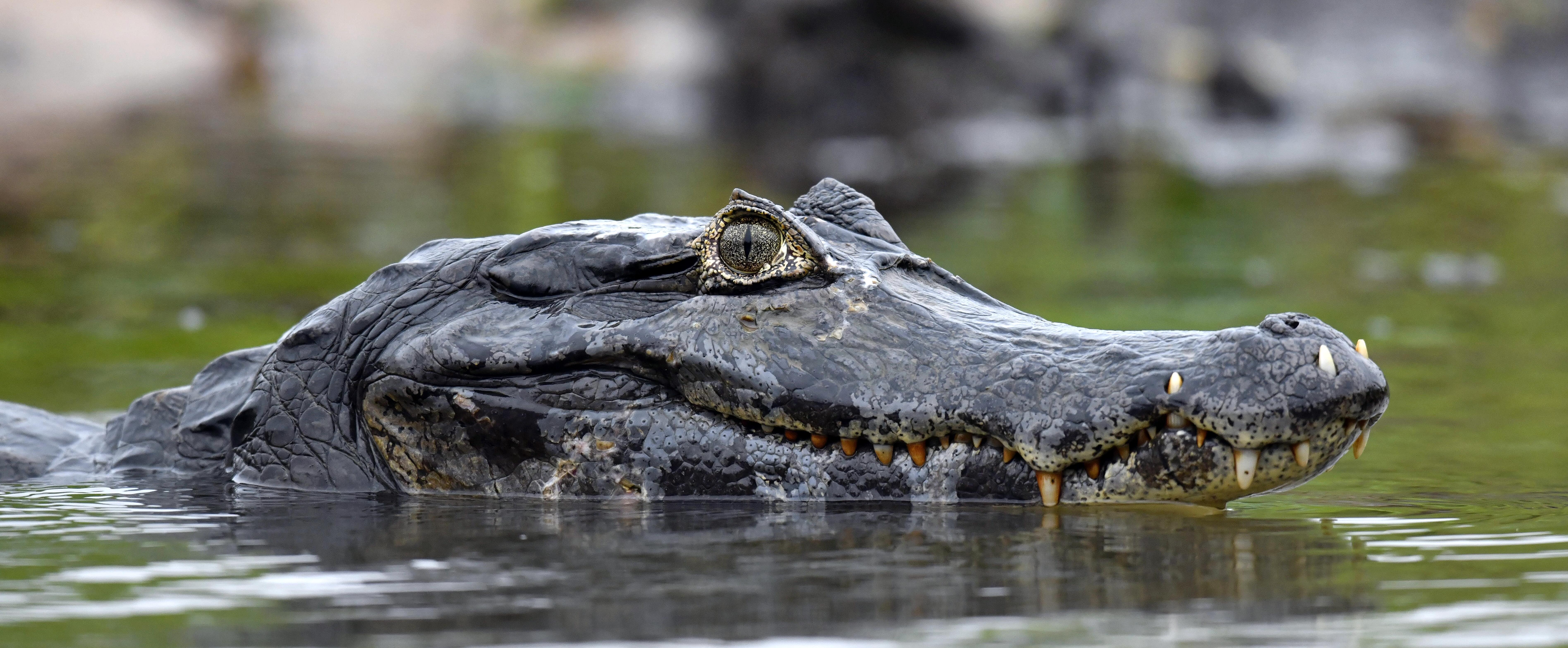 2 alligators devour Australian man on hunting trip | Al Bawaba