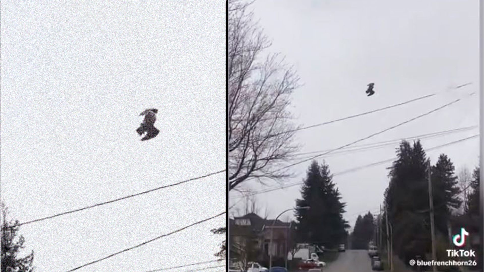 Video of freezing bird mid-sky shocks people | Al Bawaba