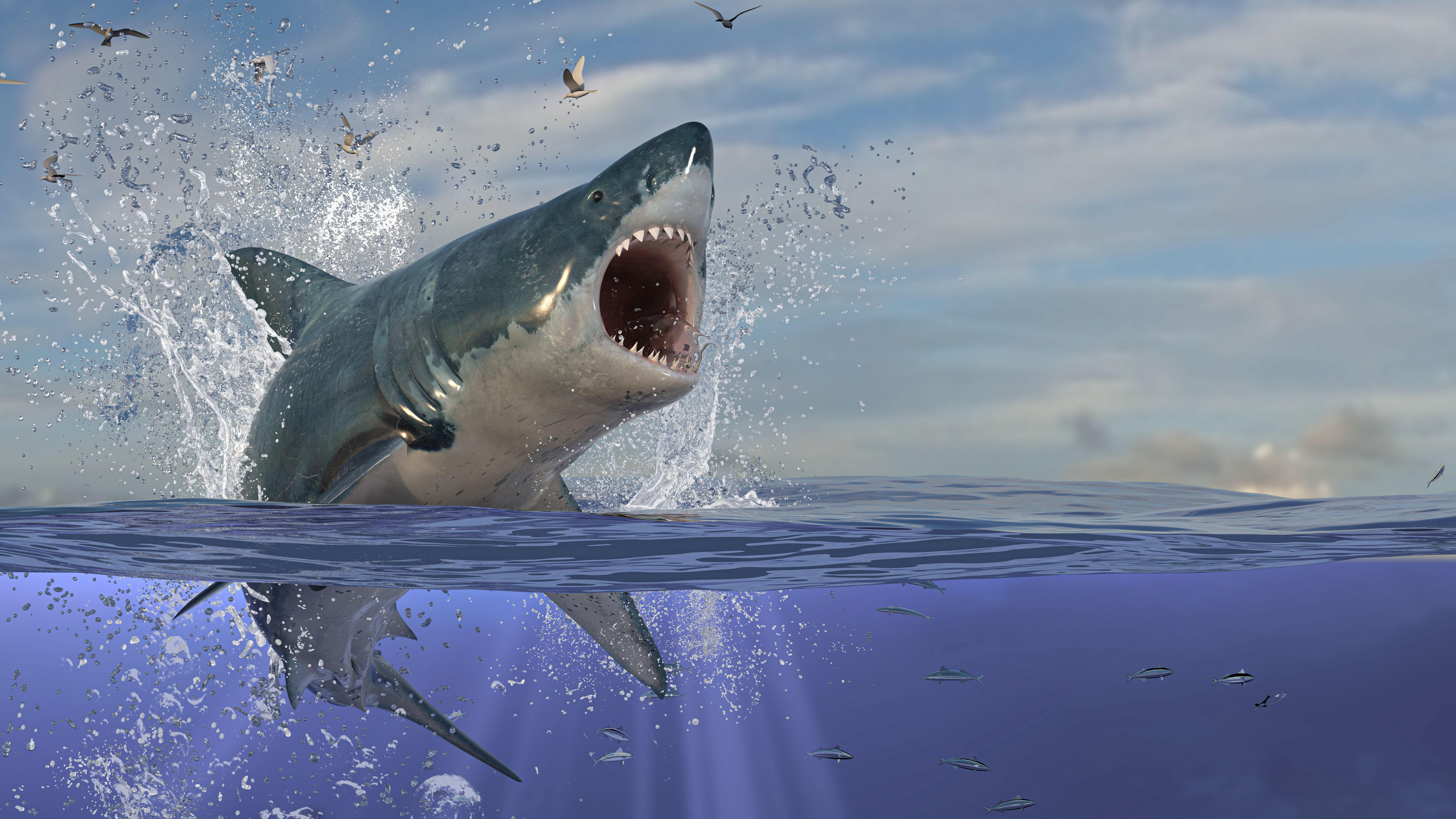 Shark attack kills Russian man in Hurghada | Al Bawaba