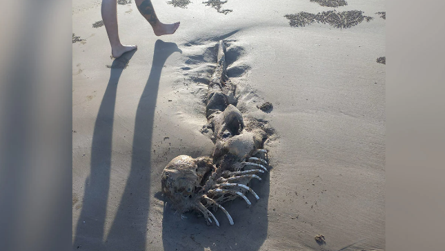 Mystery creature found on beach, looks like mermaid | Al Bawaba