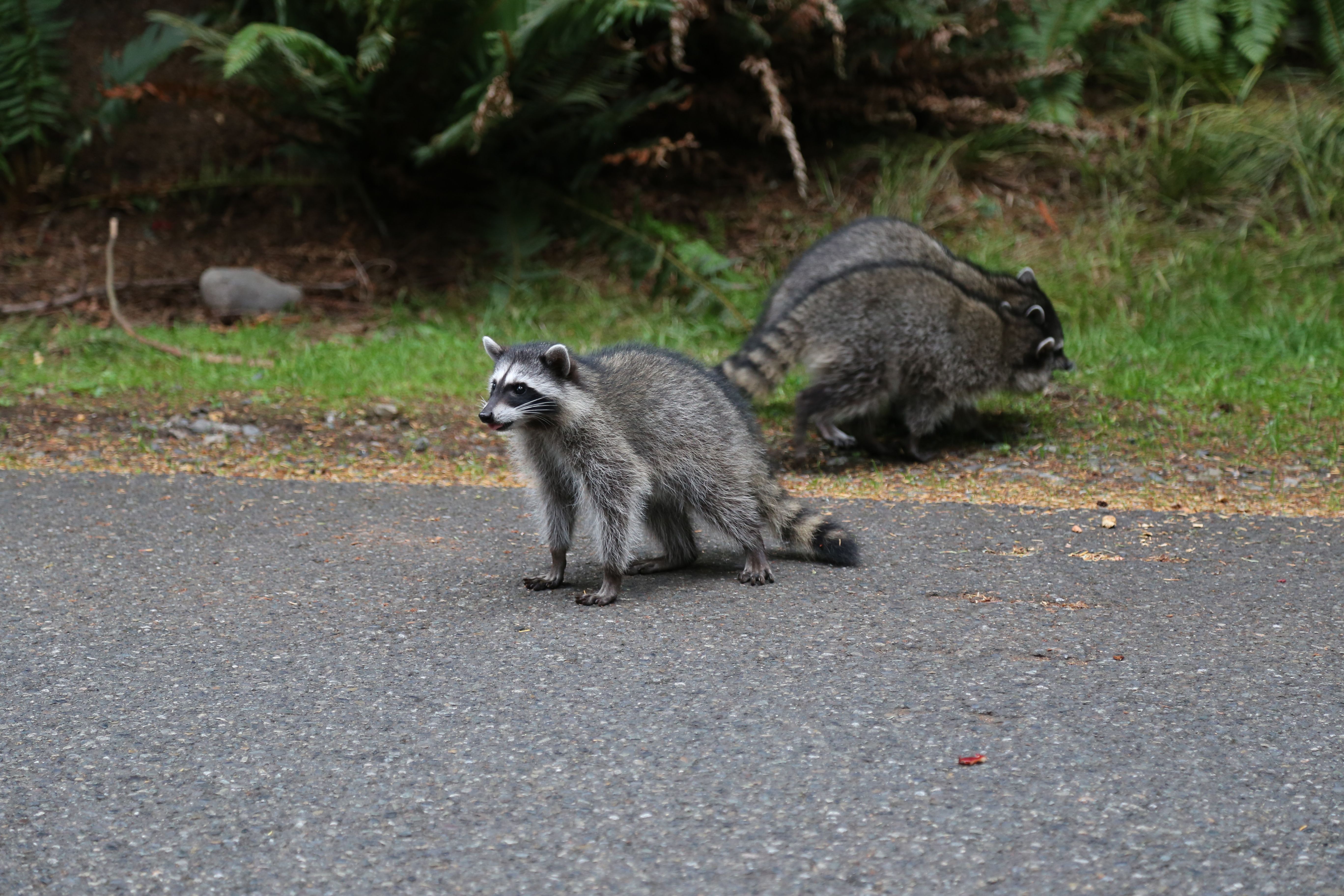 Police rescue Raccoon with head stuck in Jar in Ohio | Al Bawaba