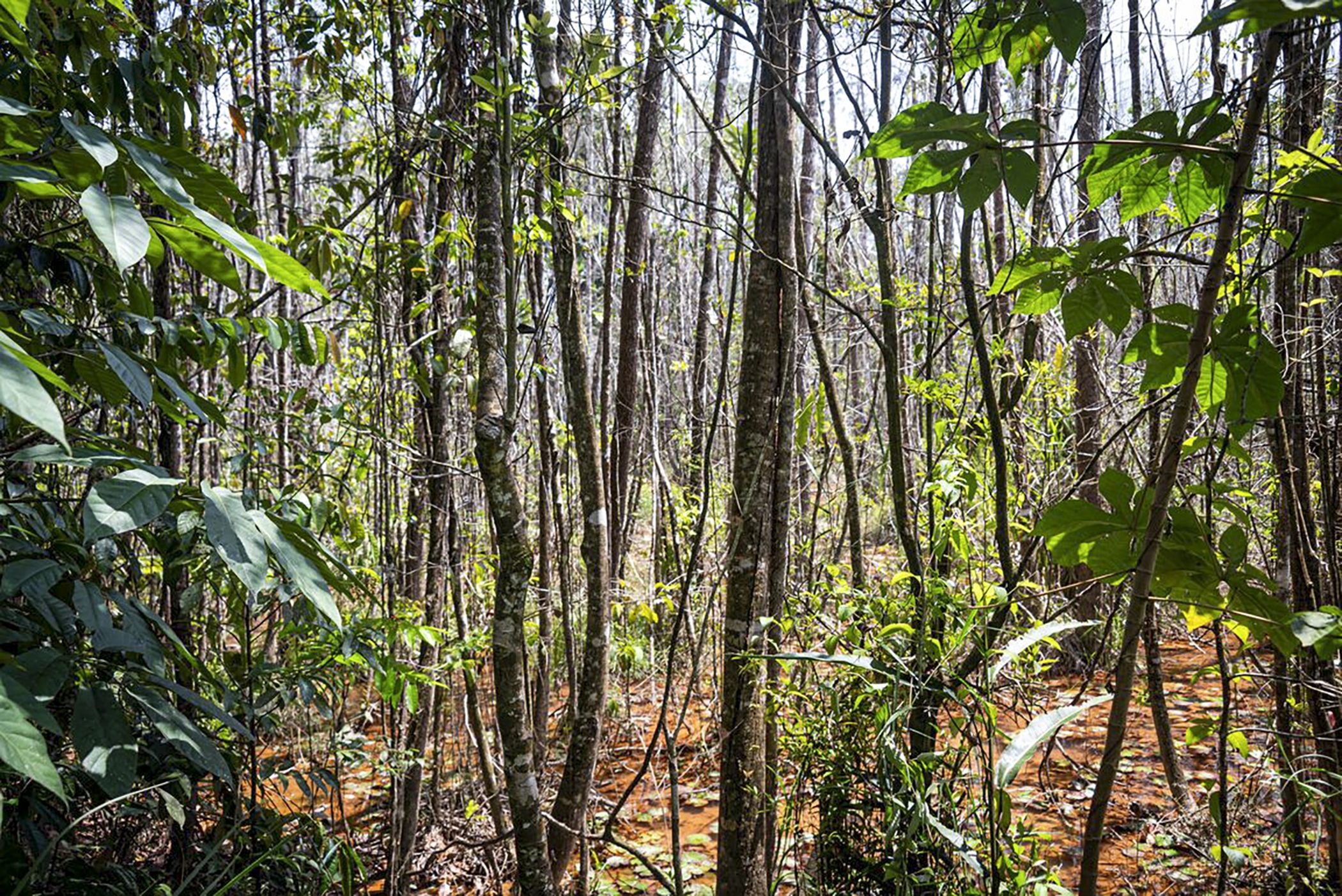 Tree believed to be extinct rediscovered in Brazil 185 years later | Al ...