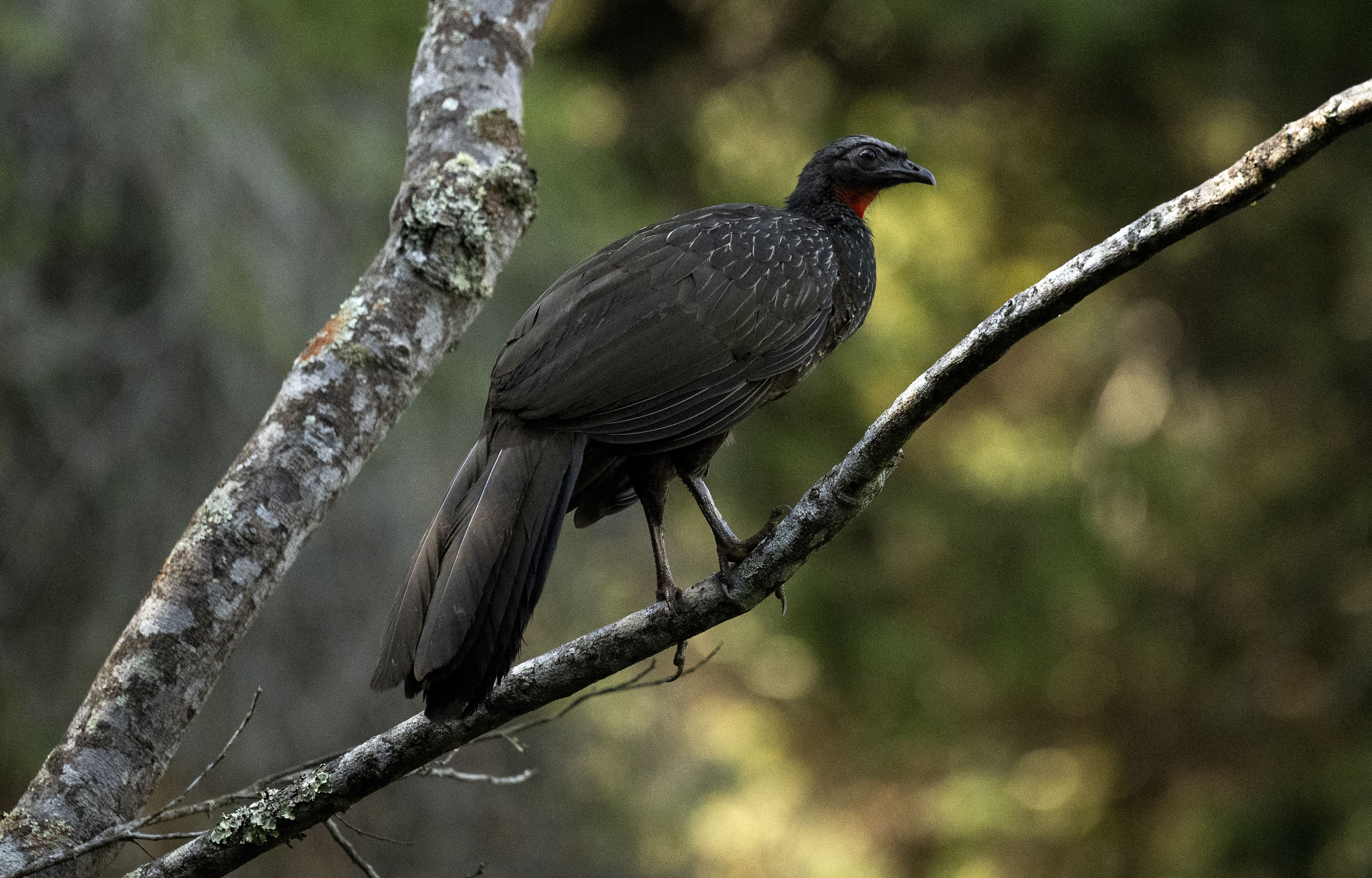 Organic Brazilian Jacu coffee: Made from bird droppings | Al Bawaba