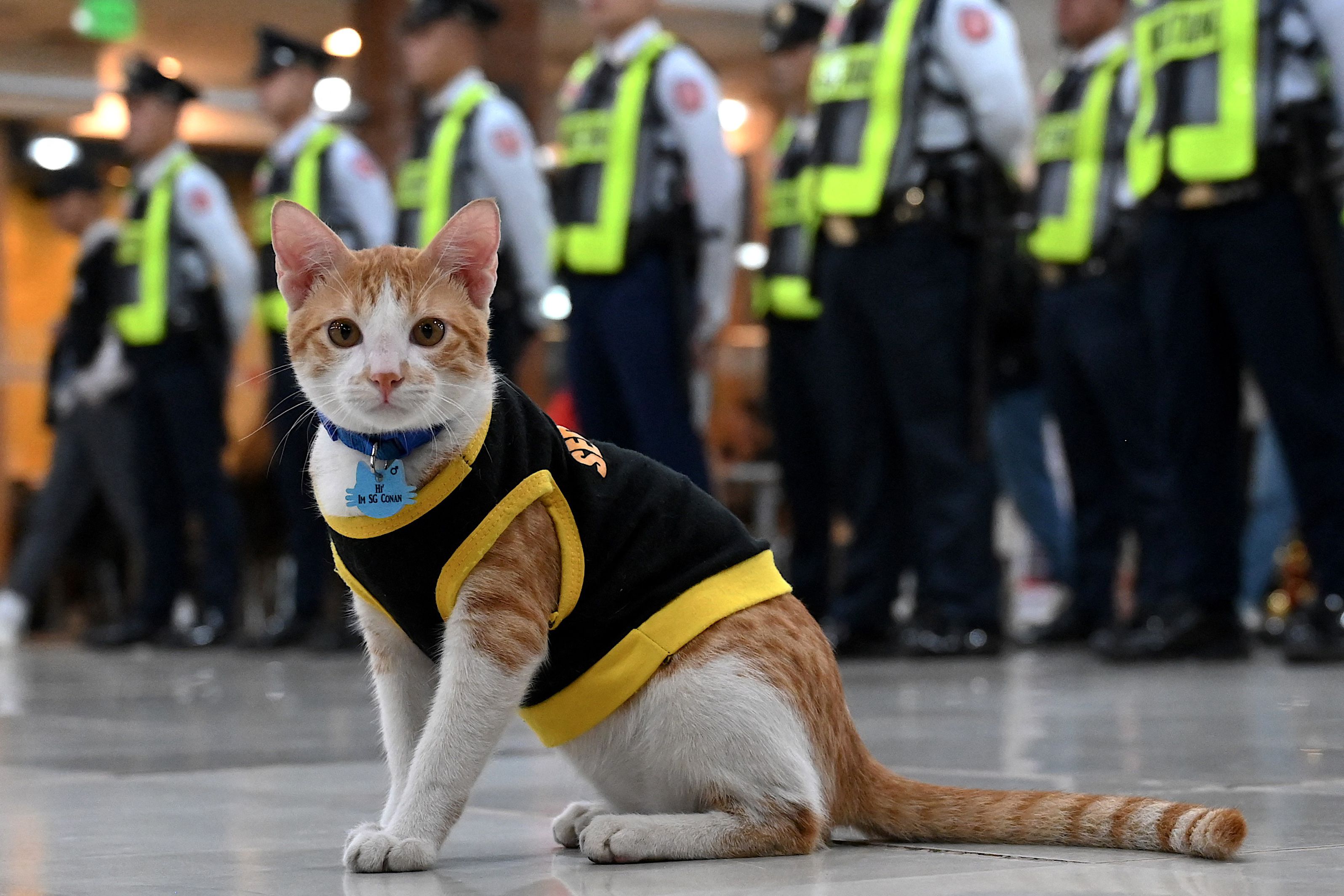 Stray cats adopted by Philippine security guards | Al Bawaba