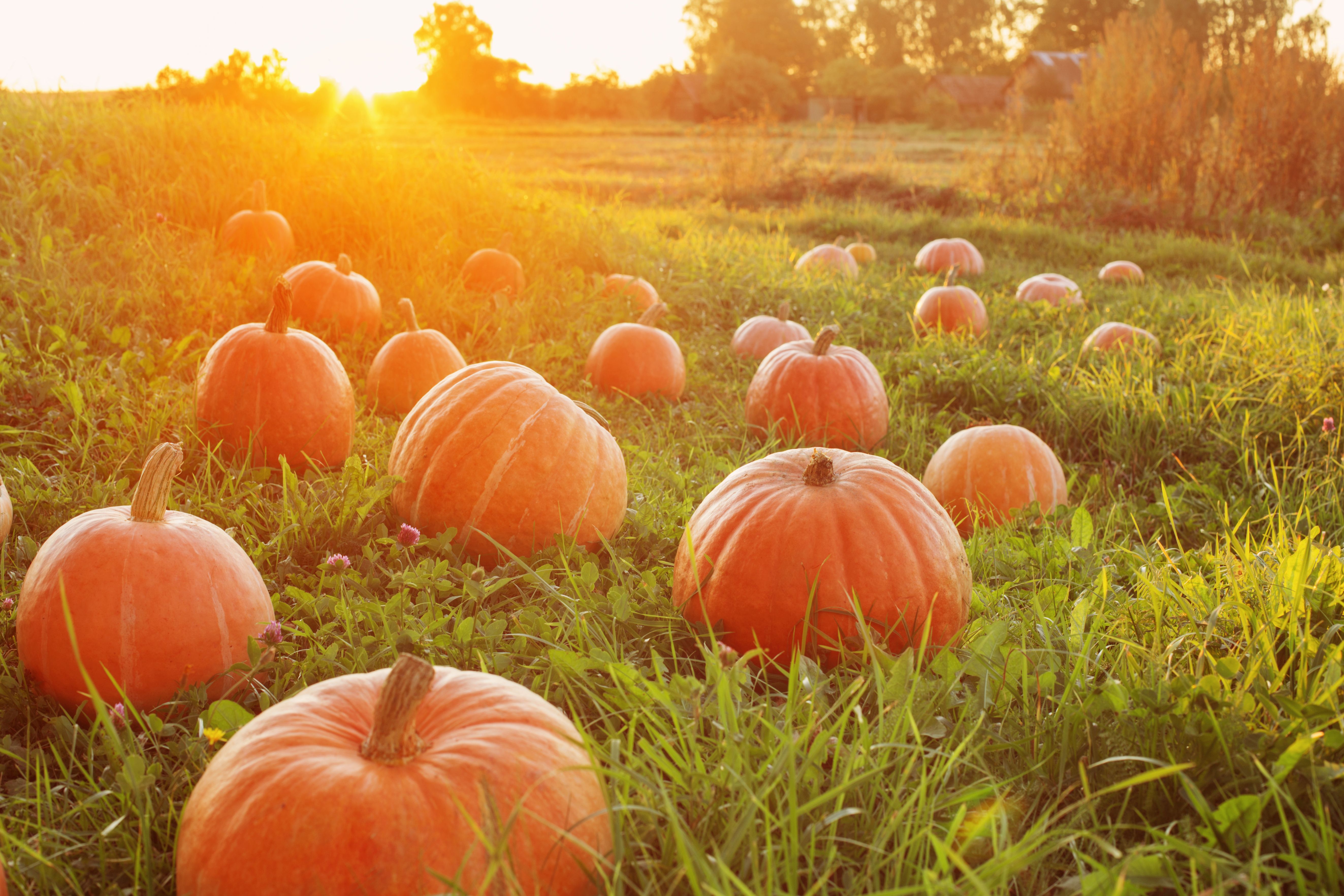 World's biggest pumpkin, new world record | Al Bawaba