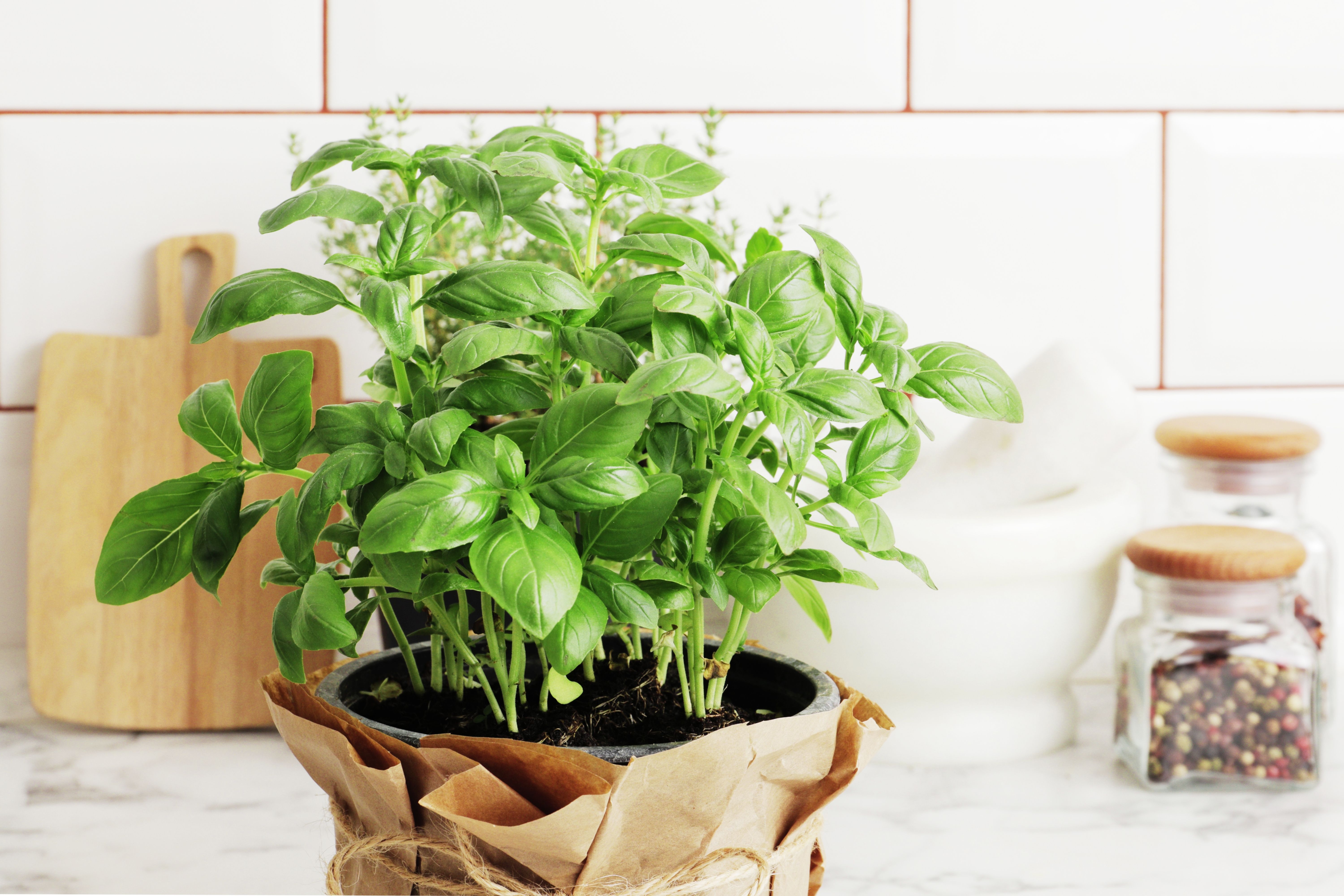 4 Amazing benefits of basil leaves to know about | Al Bawaba