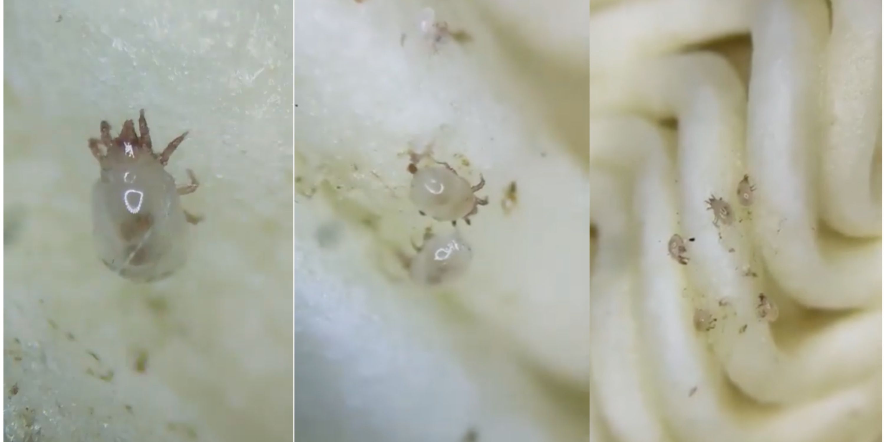 Insects found Inside Noodles (Video) | Al Bawaba